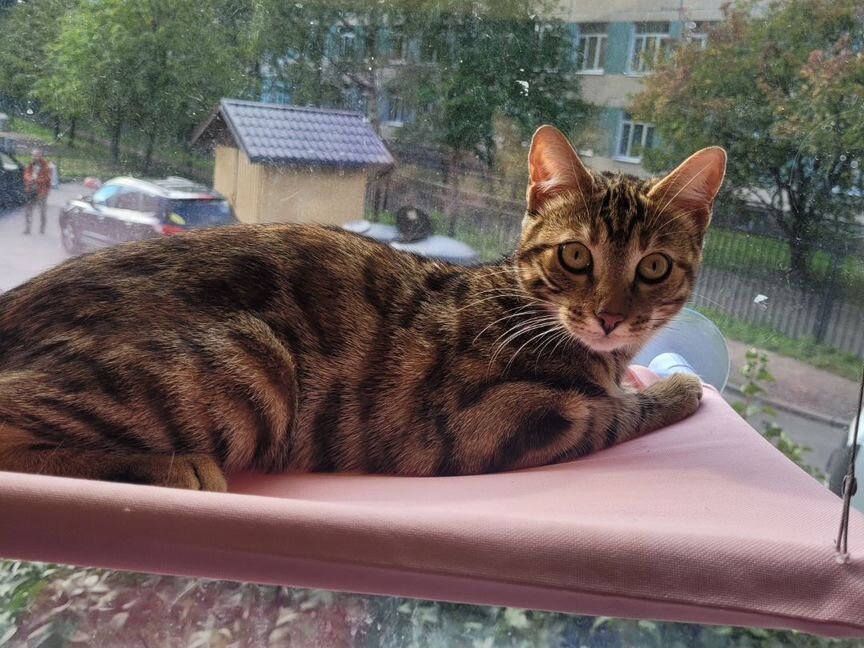 Бенгальская девочка 7 мес