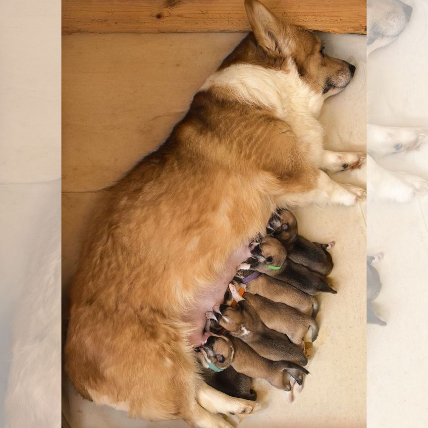 Вельш Корги Пемброк, щенок