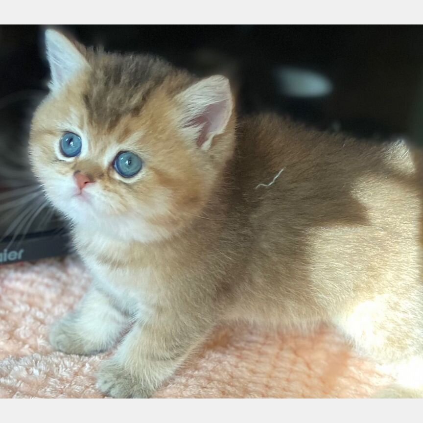 Шотландский котик