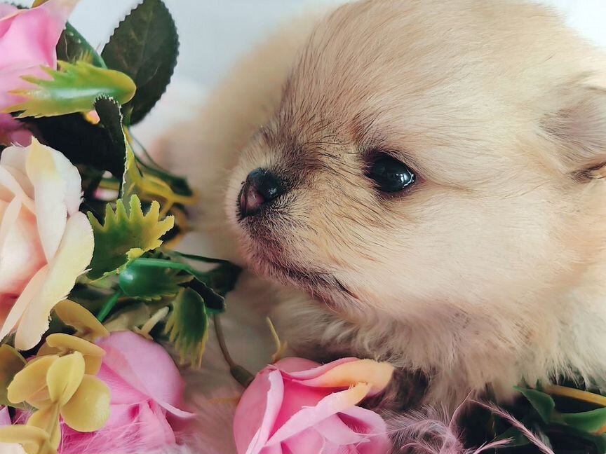 Померанский шпиц