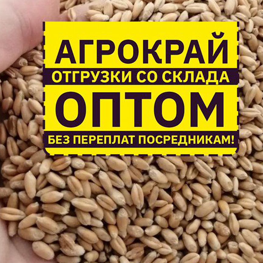 Ячмень оптом