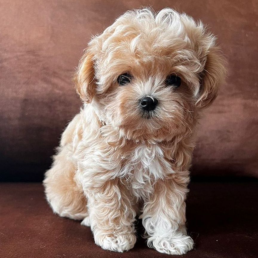 Мальтипу, щенок