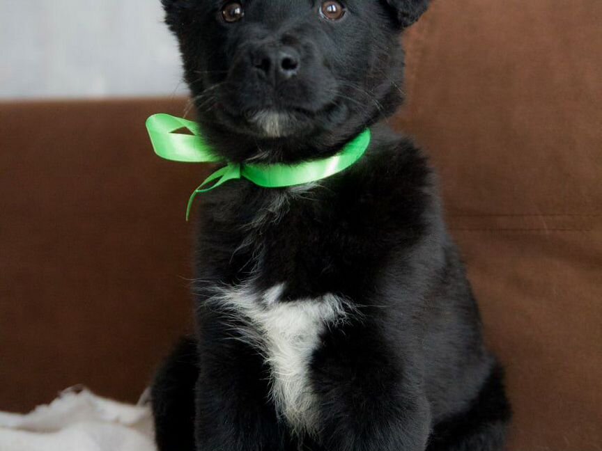 Щенок Мишка в добрые руки