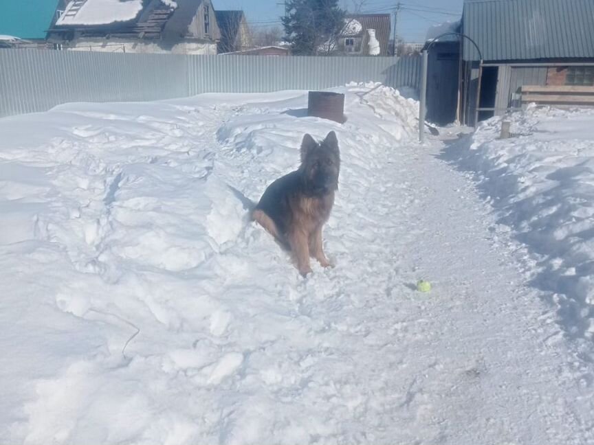Собак немецкая длинношёрстная овчарка
