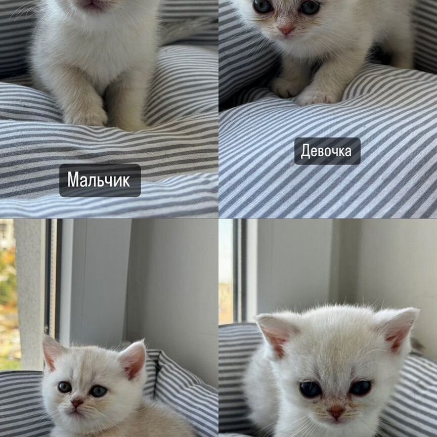 Шотландские вислоухие и прямоухие малыши