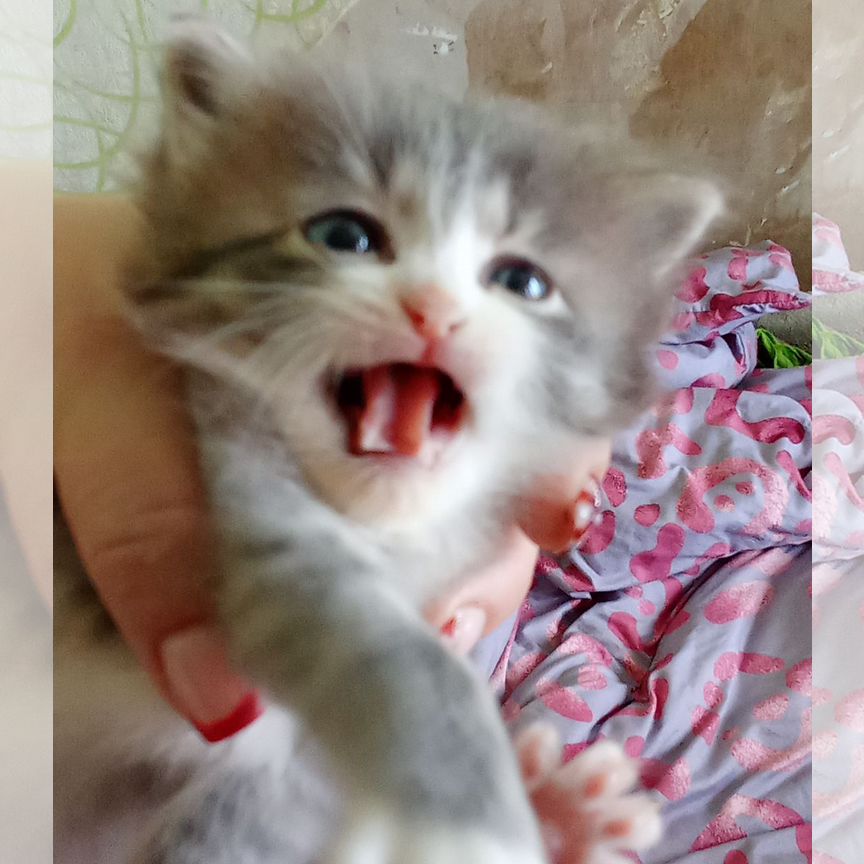 Котёнок в добрые руки