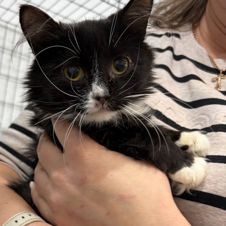 Взрослая, кошка в добрые руки