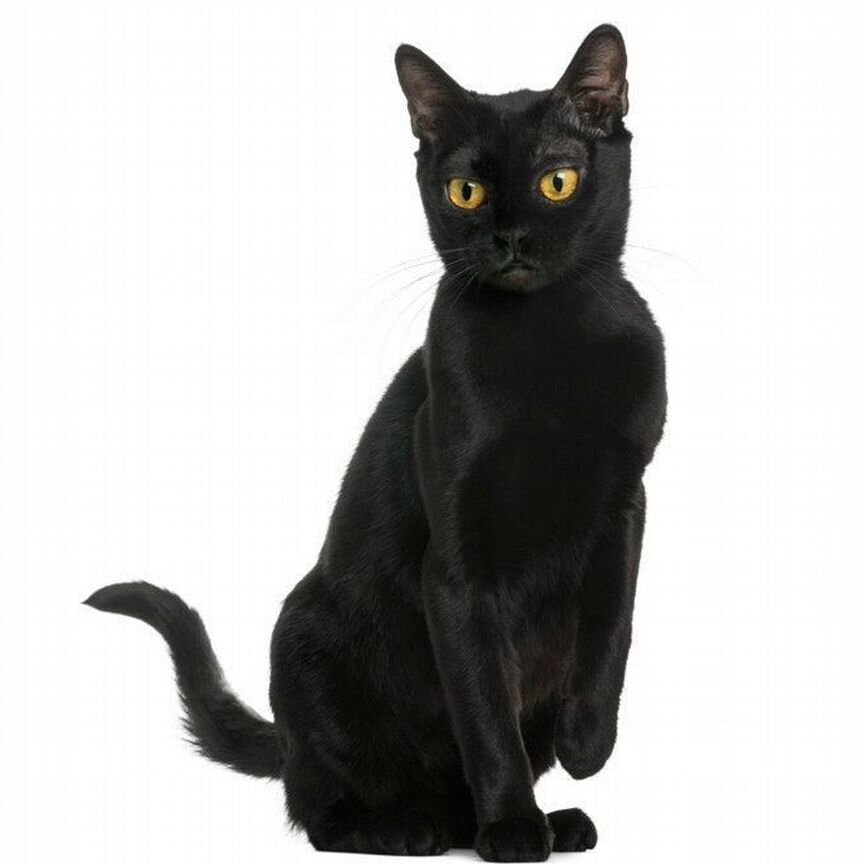 Бомбейский Кот