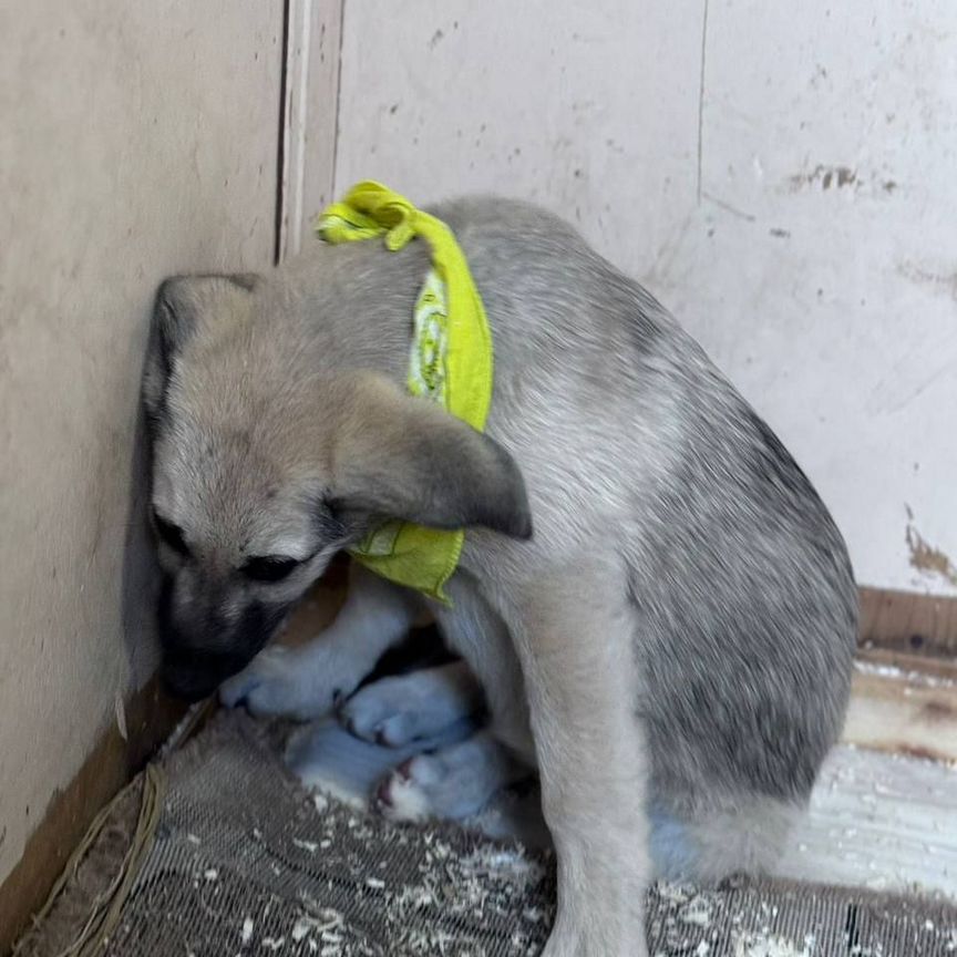 Щенок из приюте ищет дом и семью бесплатно