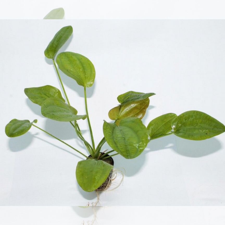 Эхинодорус Аквартика Круглолистная