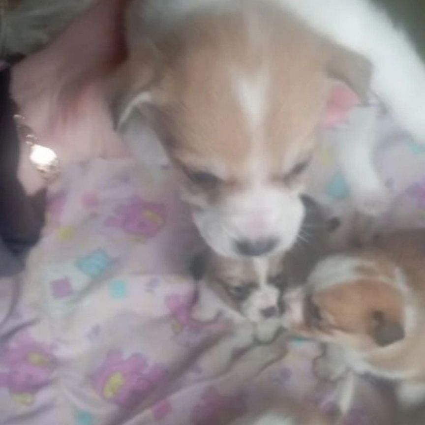 Джек-рассел-терьер, щенок