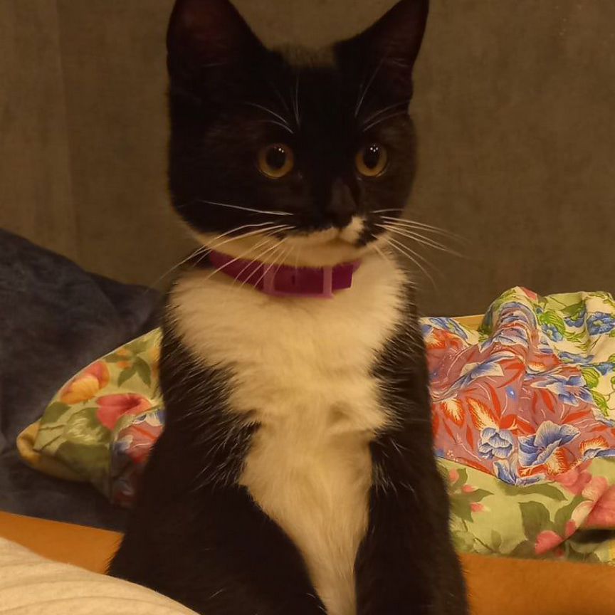 Кот в сапогах.Коротколапый котёнок