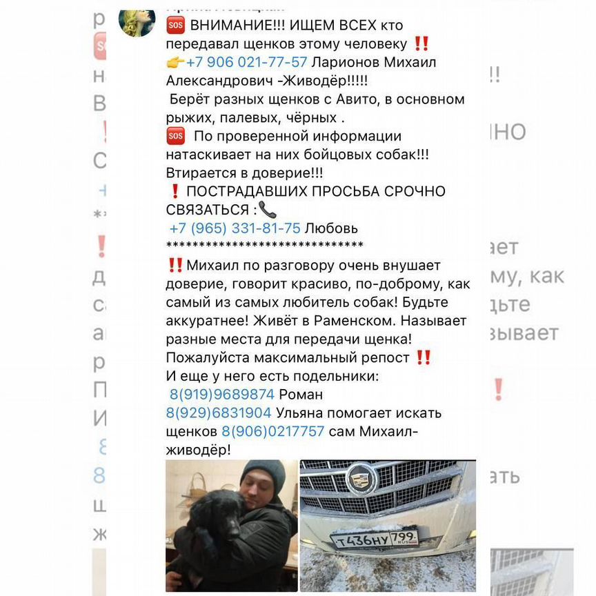 Всем кто пристраиваете щенков и кошек