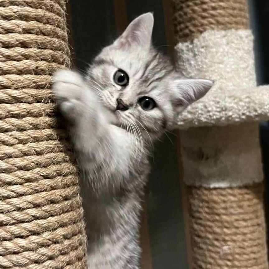 Британские котята