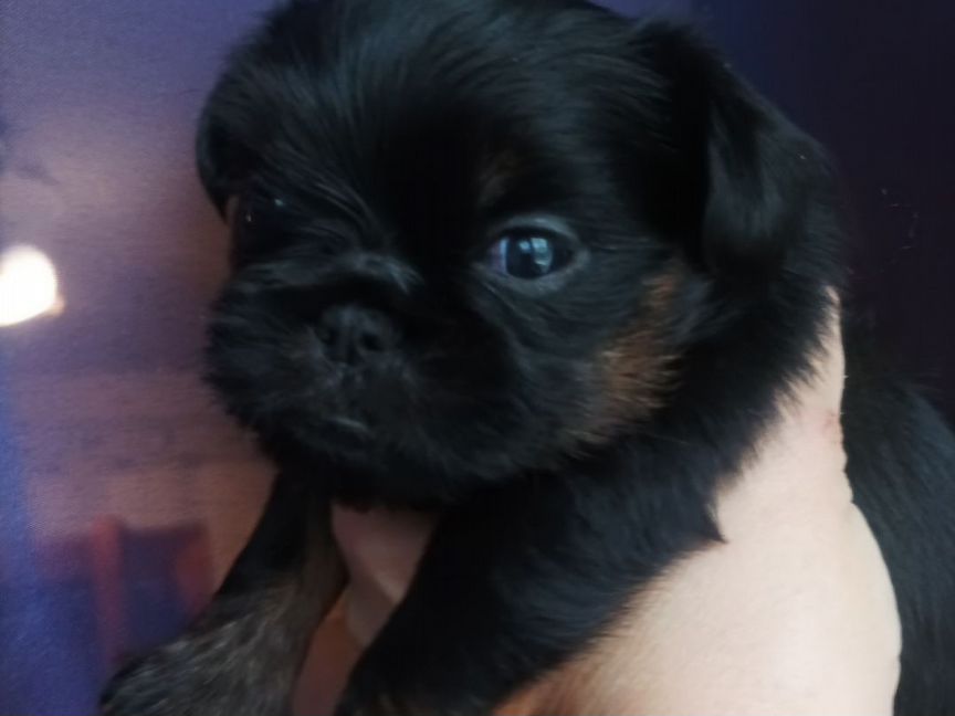 Бельгийский гриффон