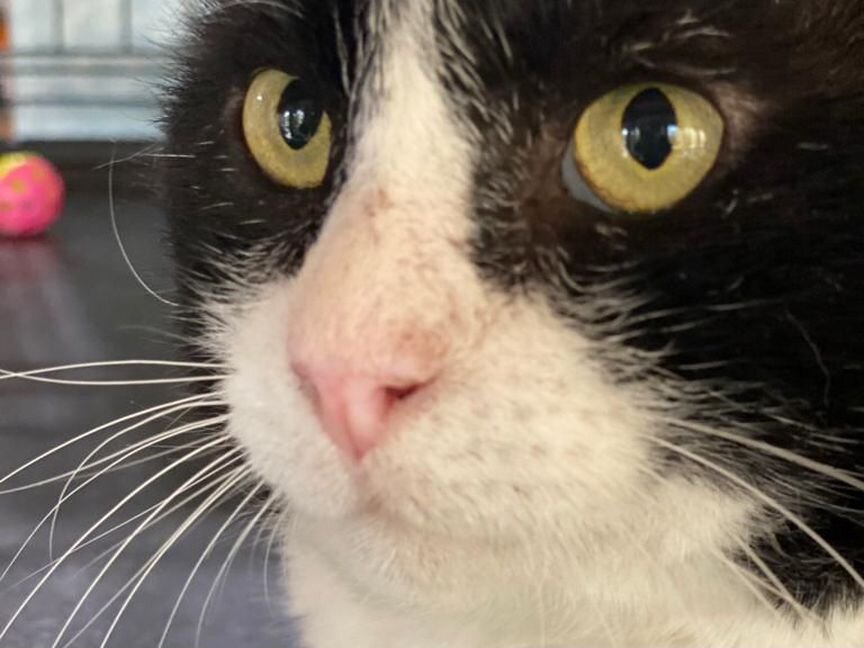 Кот Шипик добряк и лежебока в добрые руки