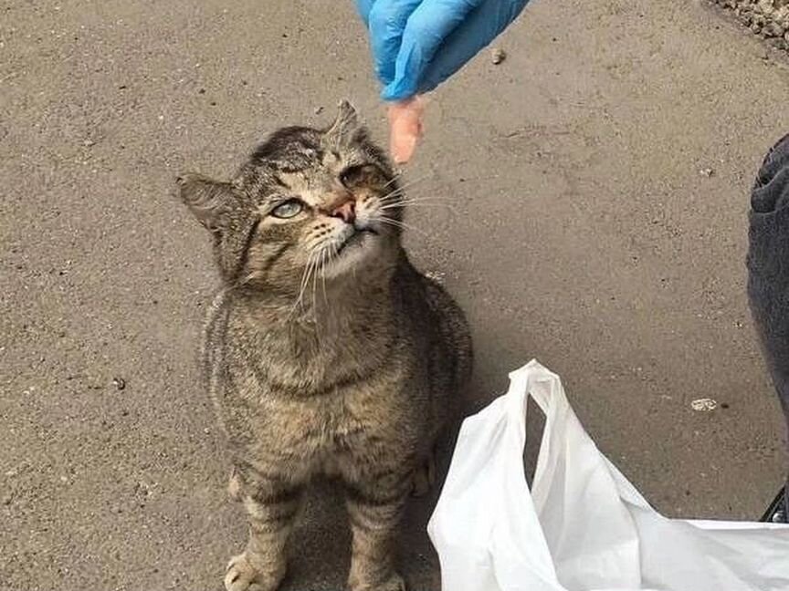 Кот Василий