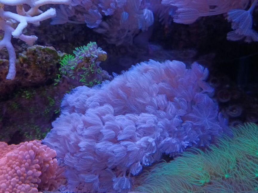 Ксения пульсирующая