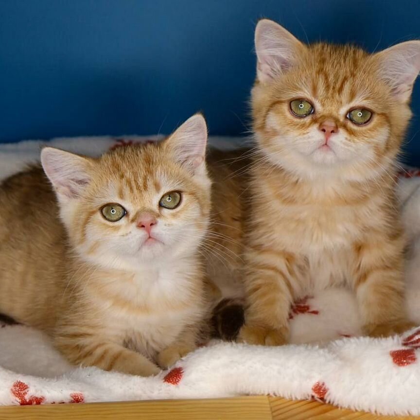 Шотландский прямоухий короткошёрстный котёнок