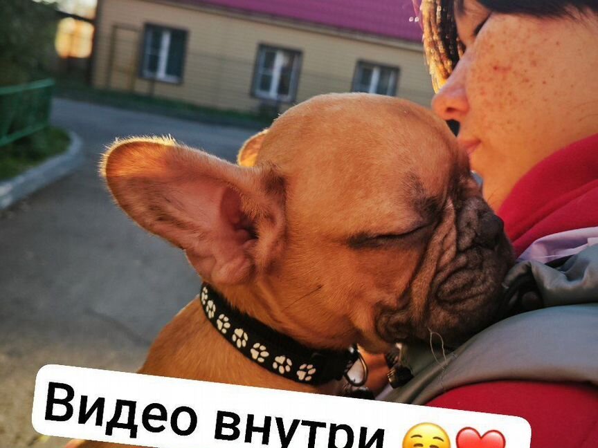 Французский бульдог