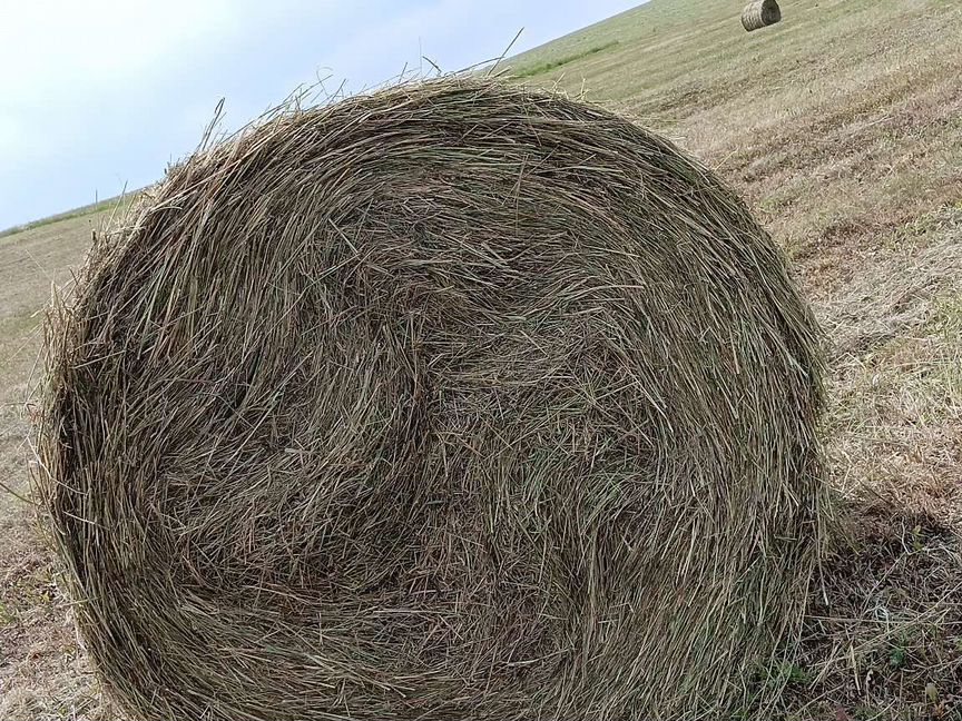 Сено в рулонах 2023