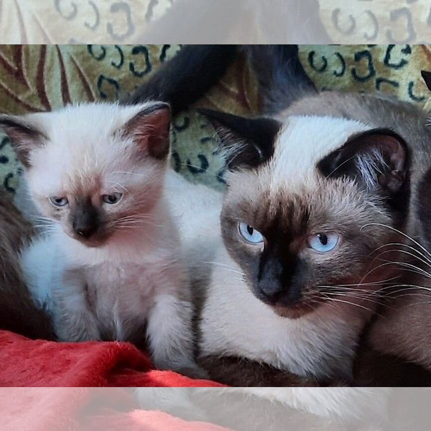 Коты