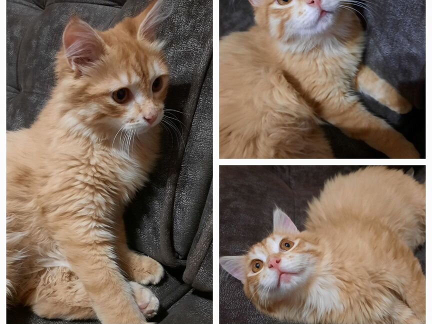 Котик в добрые руки