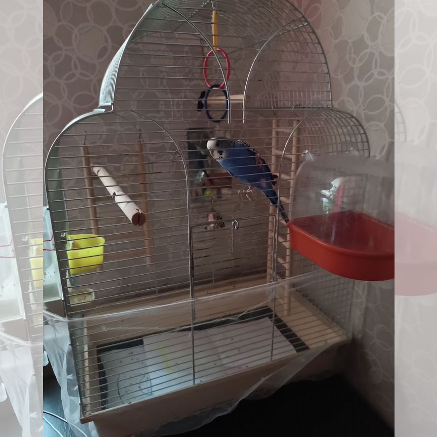 Волнистый попугай с клеткой