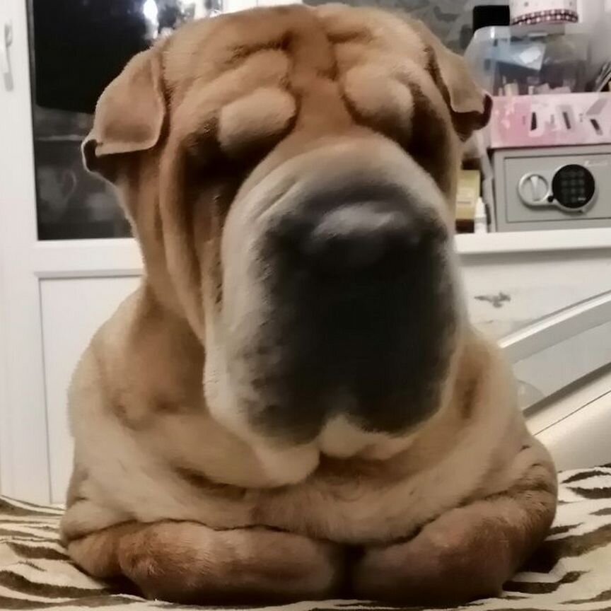 Взрослый шарпей