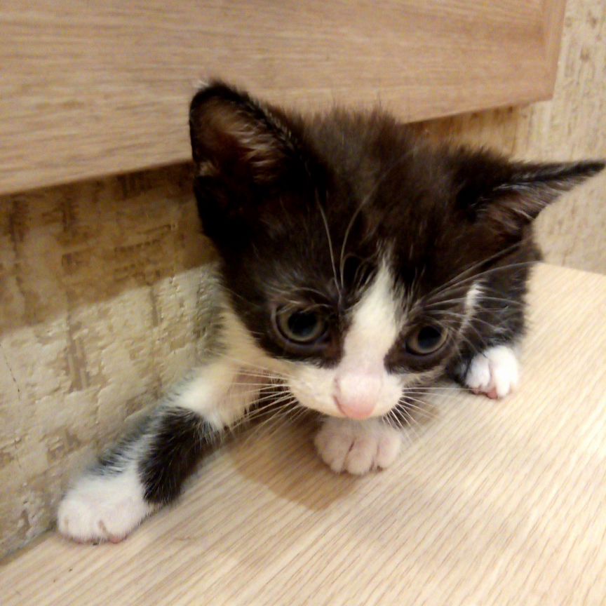 Домашний котёнок