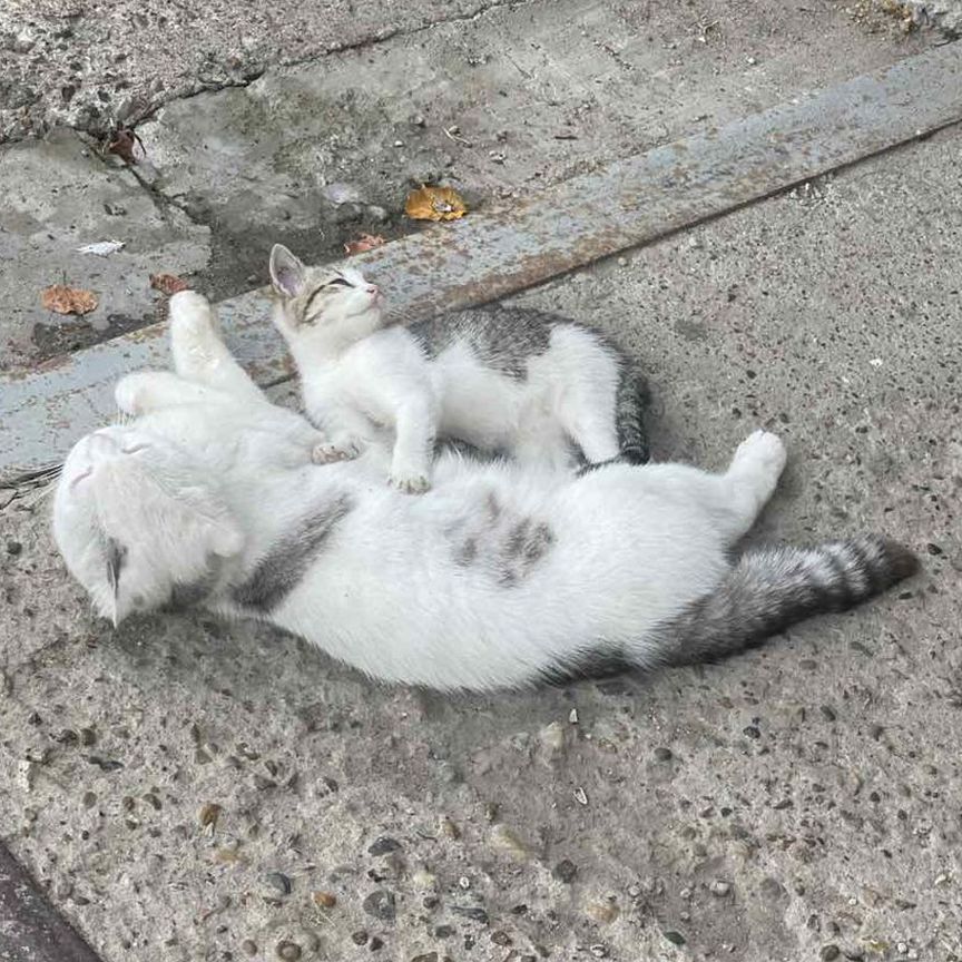 Котенок белый маленький