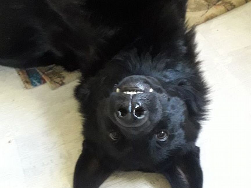 Отдам немецкую овчарку по договору