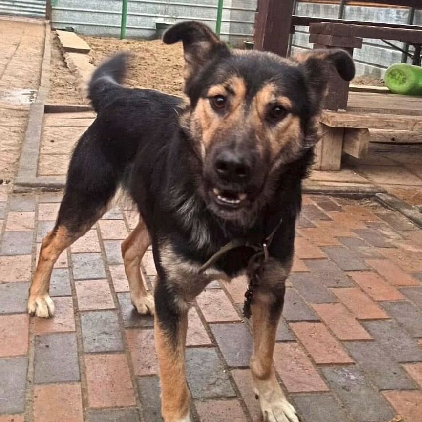 Отличный пес-красавец, компаньон и охранник