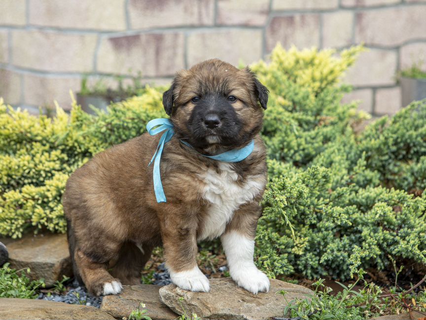 Щенок в добрые руки бесплатно