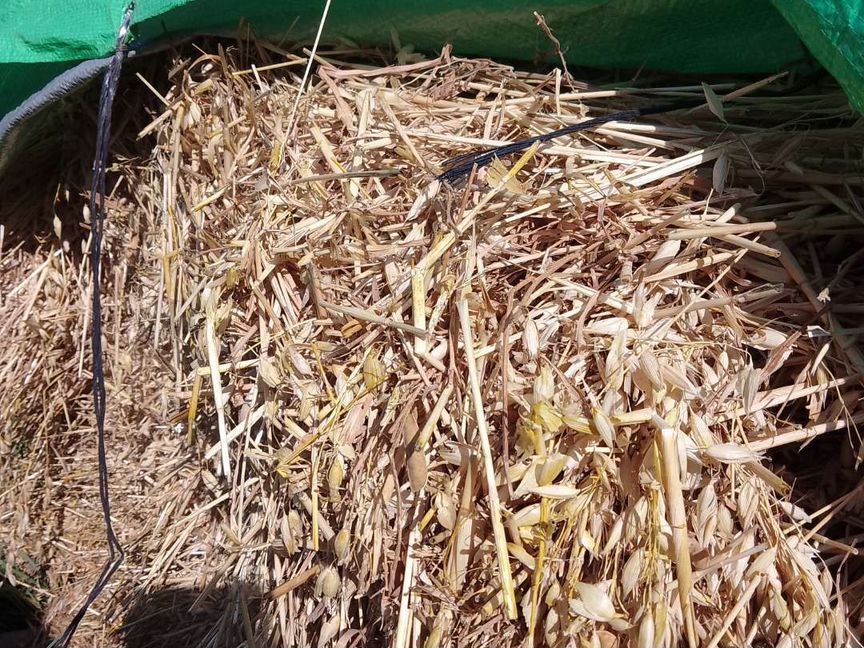 Сено в тюках