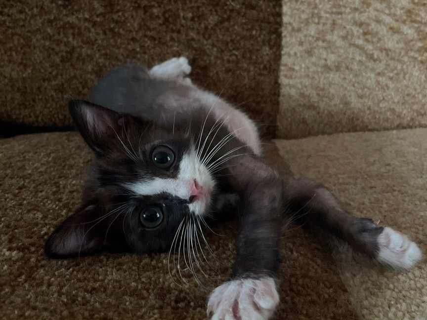 Котята мальчик в добрые руки