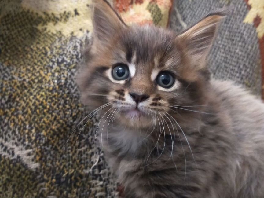 Котята мейн-кун девочка