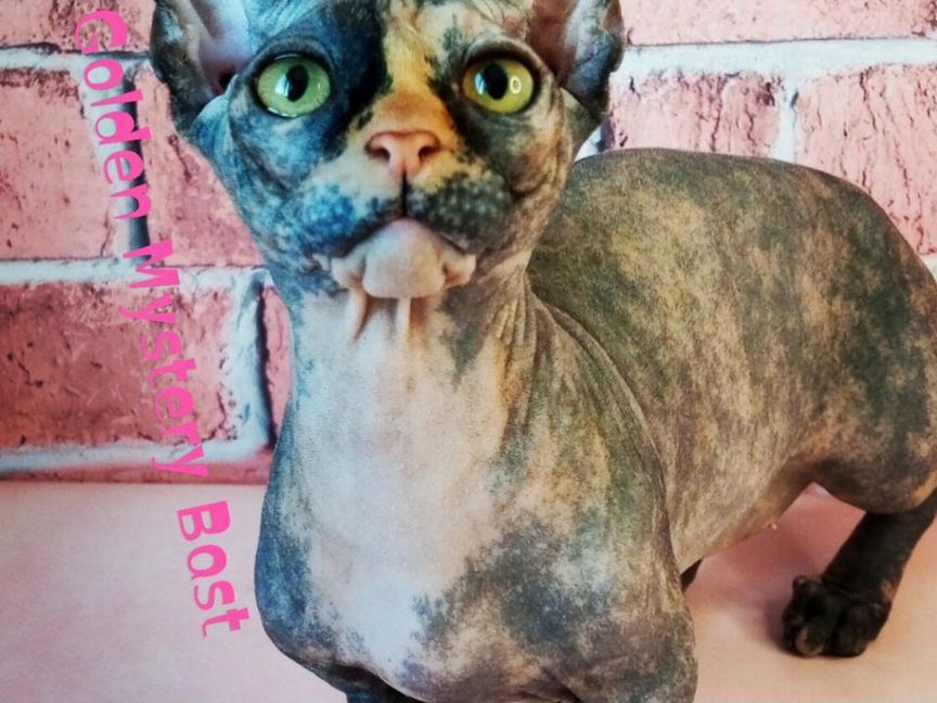 Сфинкс Двэльф, Двельф