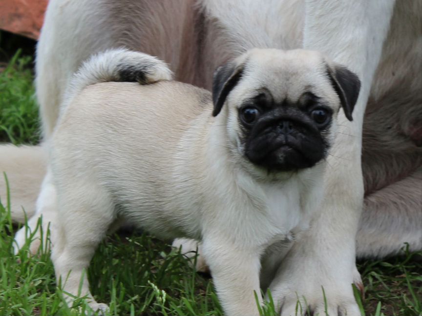 Очаровашка мопсочка