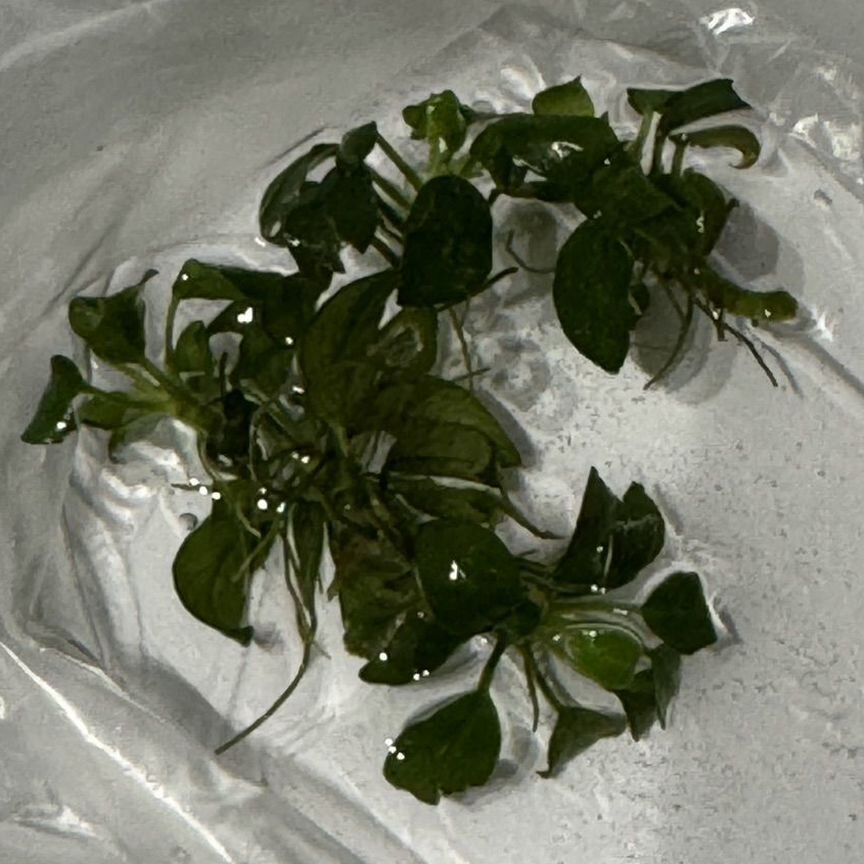 Анубиас нана петит