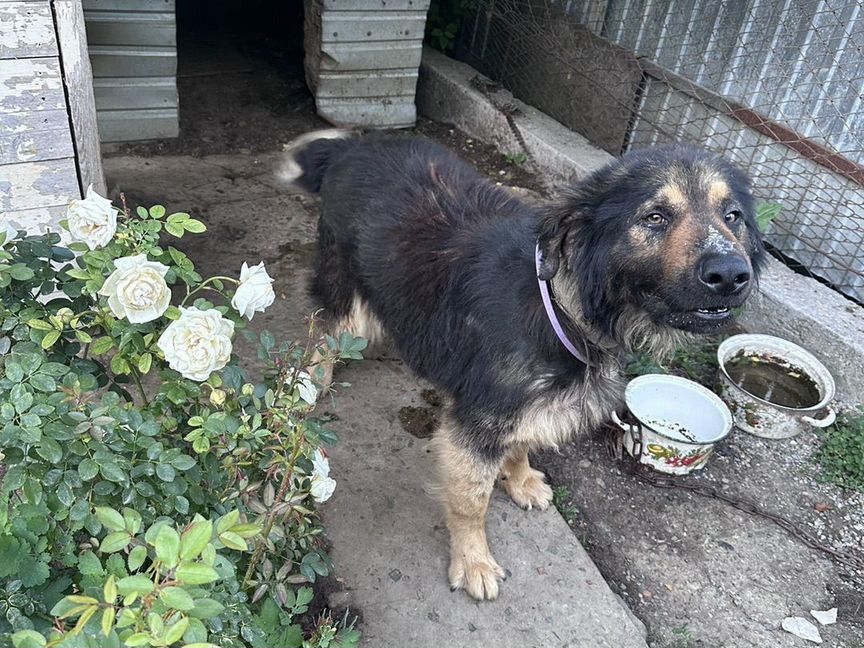 Немецкая овчарка