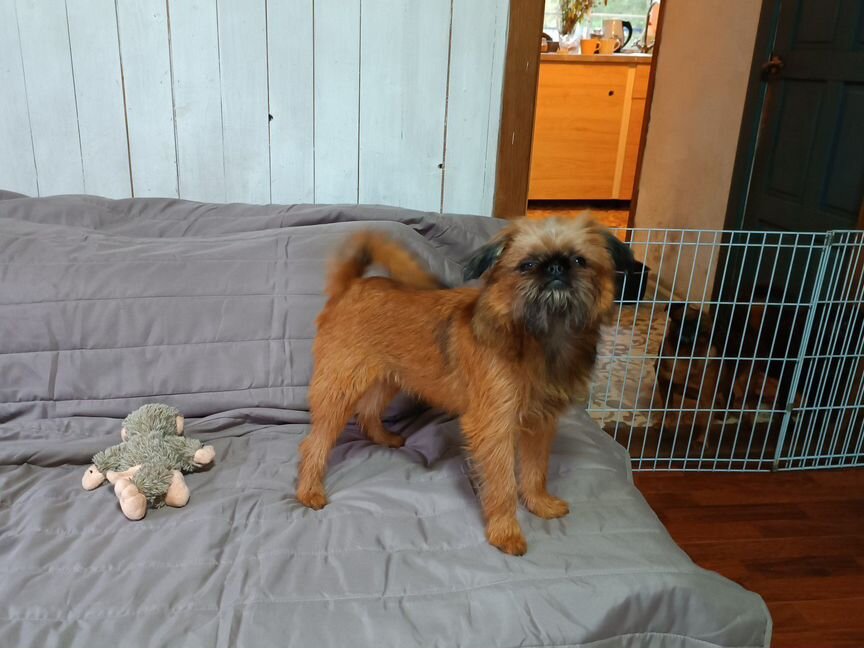 Щенок Брюссельского грифона