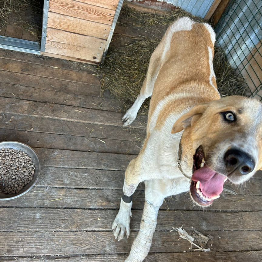 Нужен хозяин для классной собаки