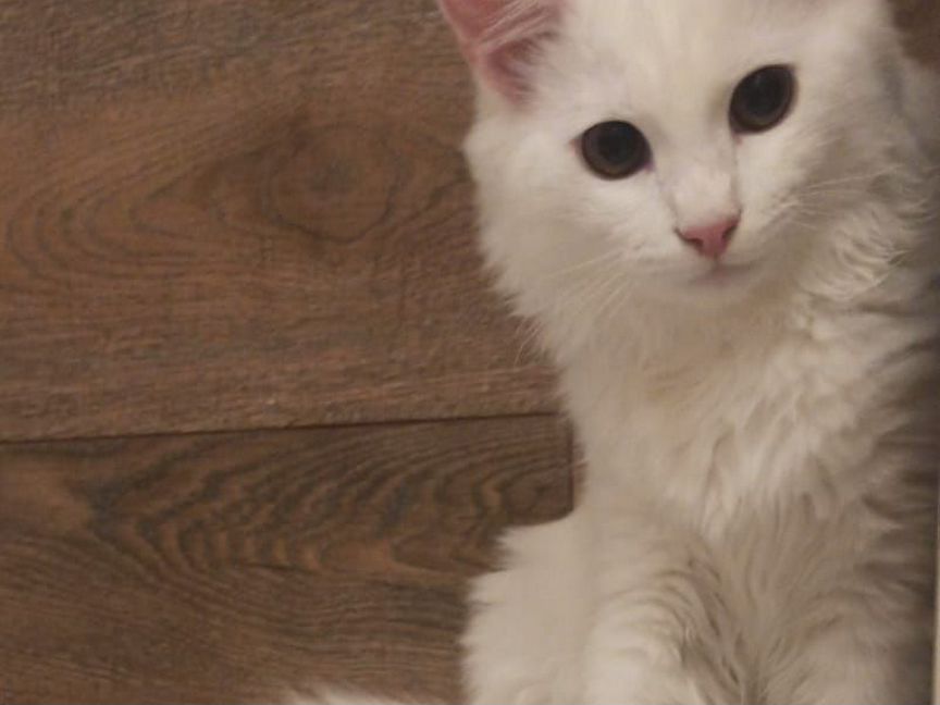 Котёнок