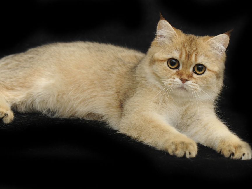 Британская золотая шиншилла