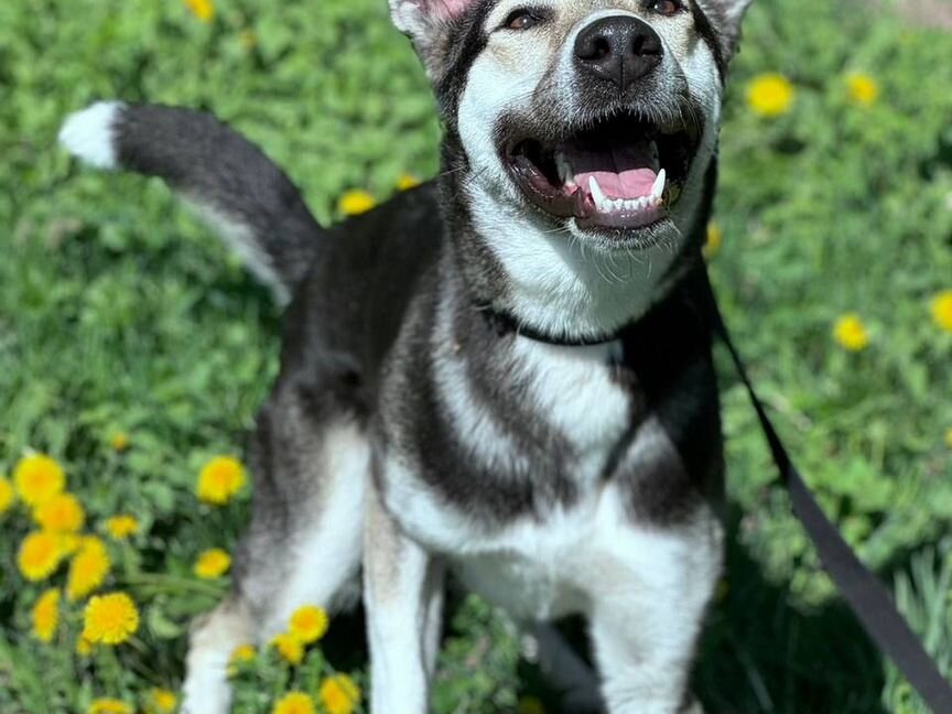 Гуфф, собака в поиске дома