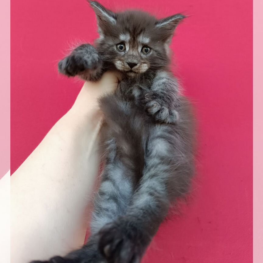 Мейн-кун котёнок