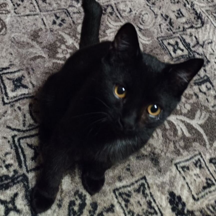 Котик в добрые руки бесплатно мальчик