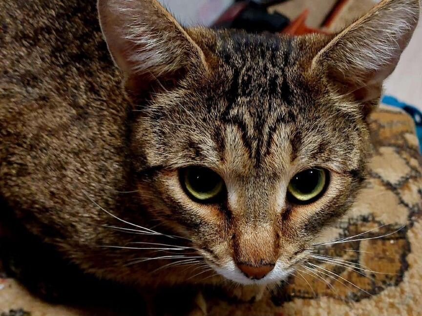 Тигровый котик 1 год