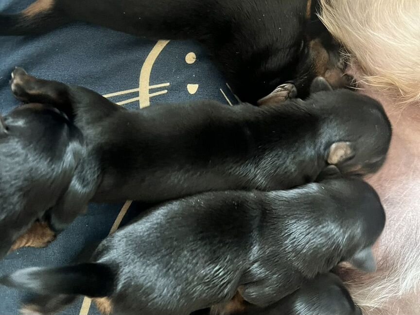 Йоркширский терьер щенки